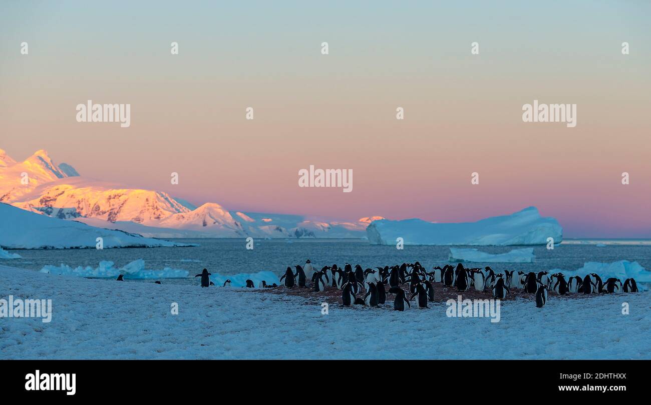 Evening at Georges Point, Rongé Island, Antarctica Stock Photo - Alamy