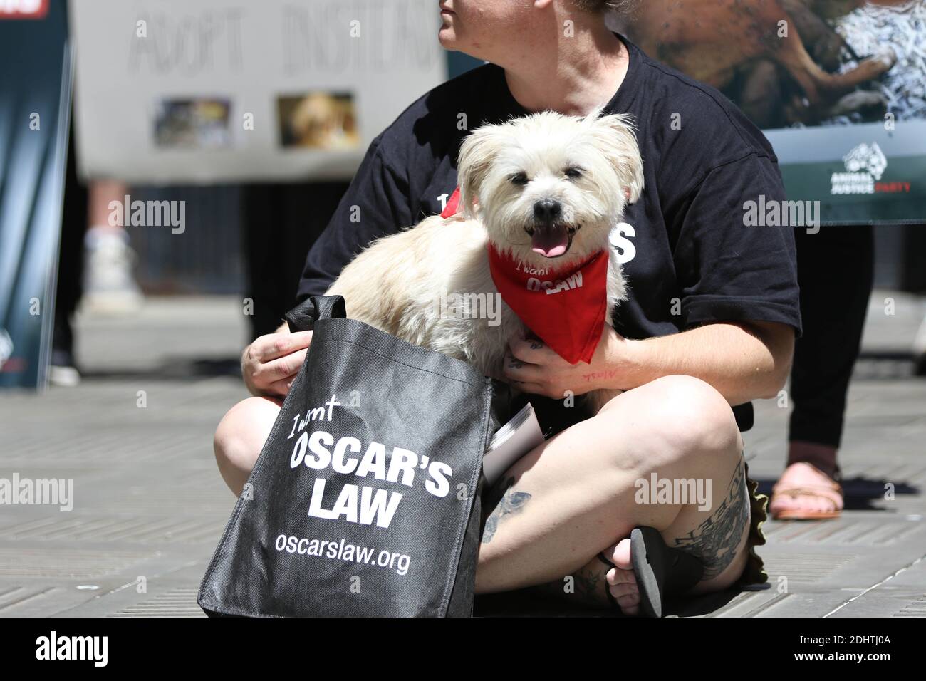 Sydney, Australia. 12th December 2020. Rally against puppy farming in ...