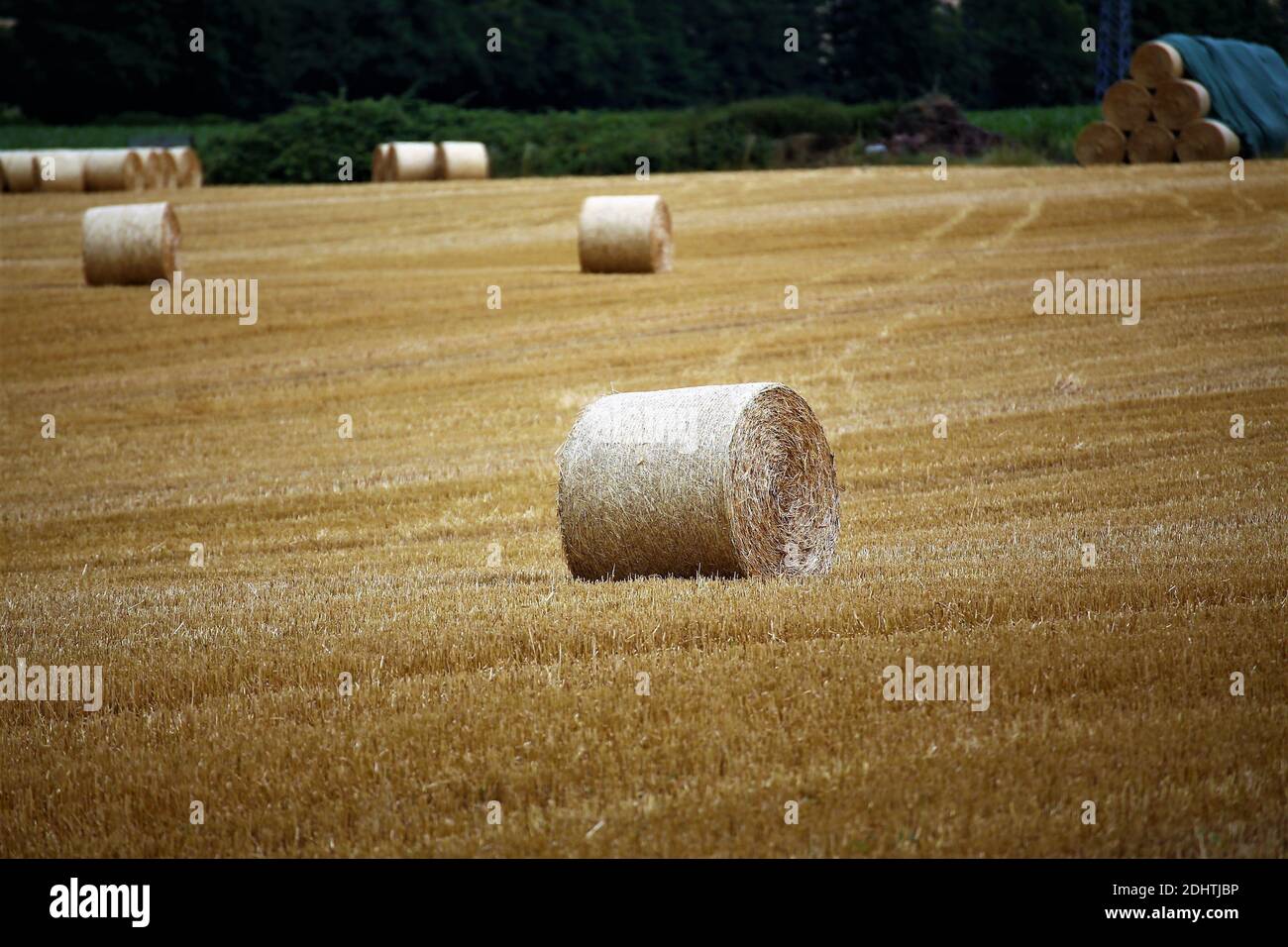 bales of hay Stock Photo - Alamy