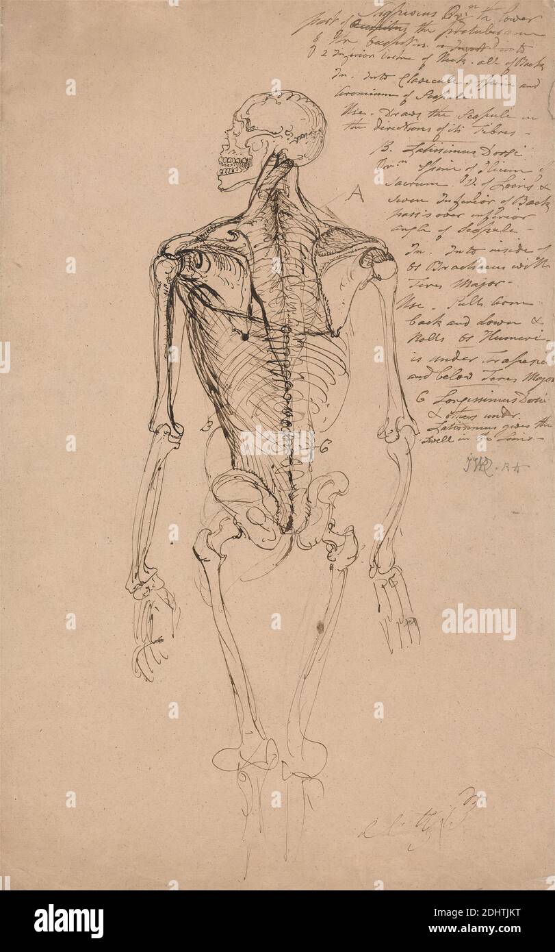 Anatomical skeleton drawing hi-res stock photography and images - Alamy