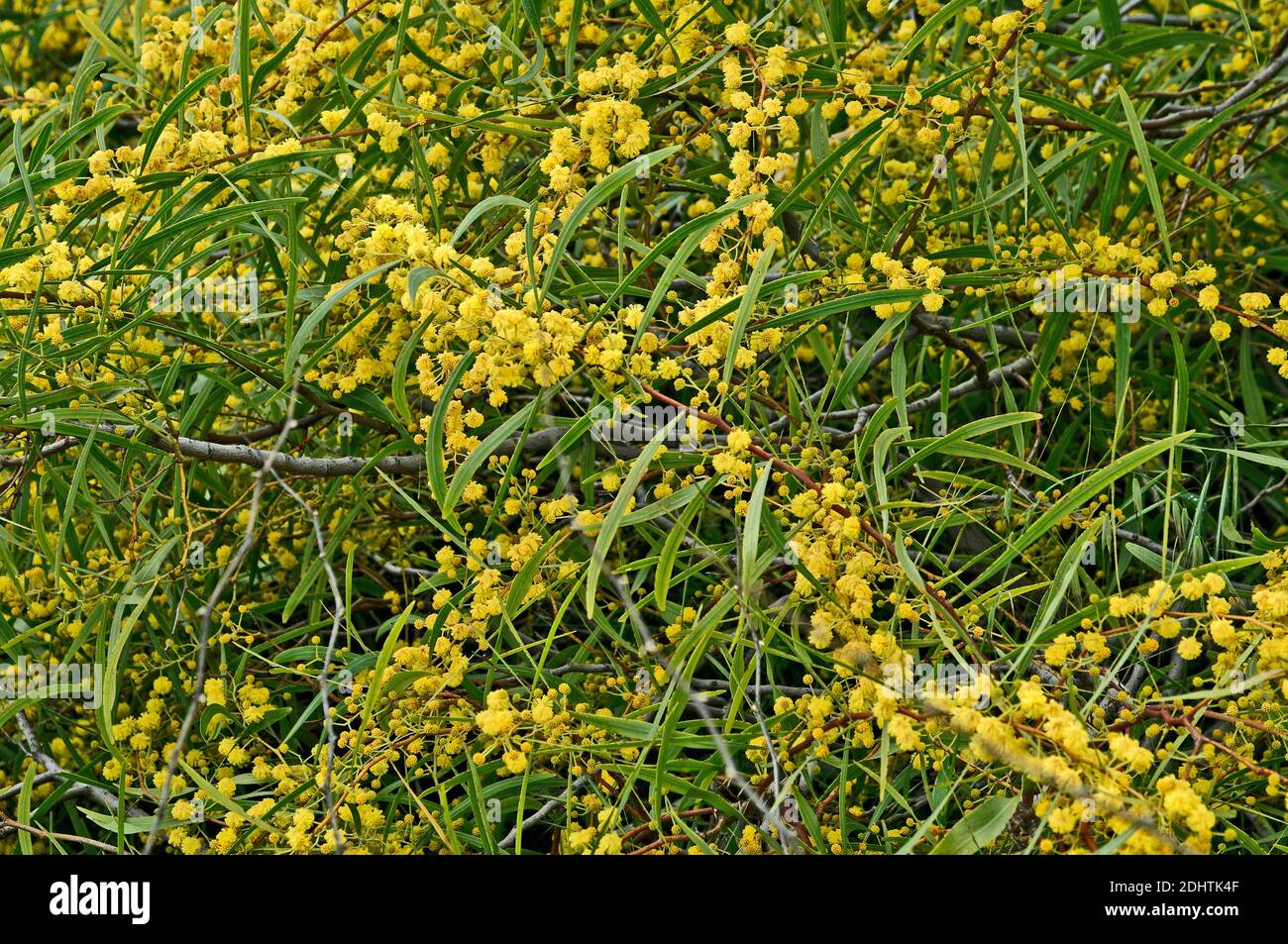 acacia cyanophylla mimosa growing wild in the Cyprus countryside Stock ...