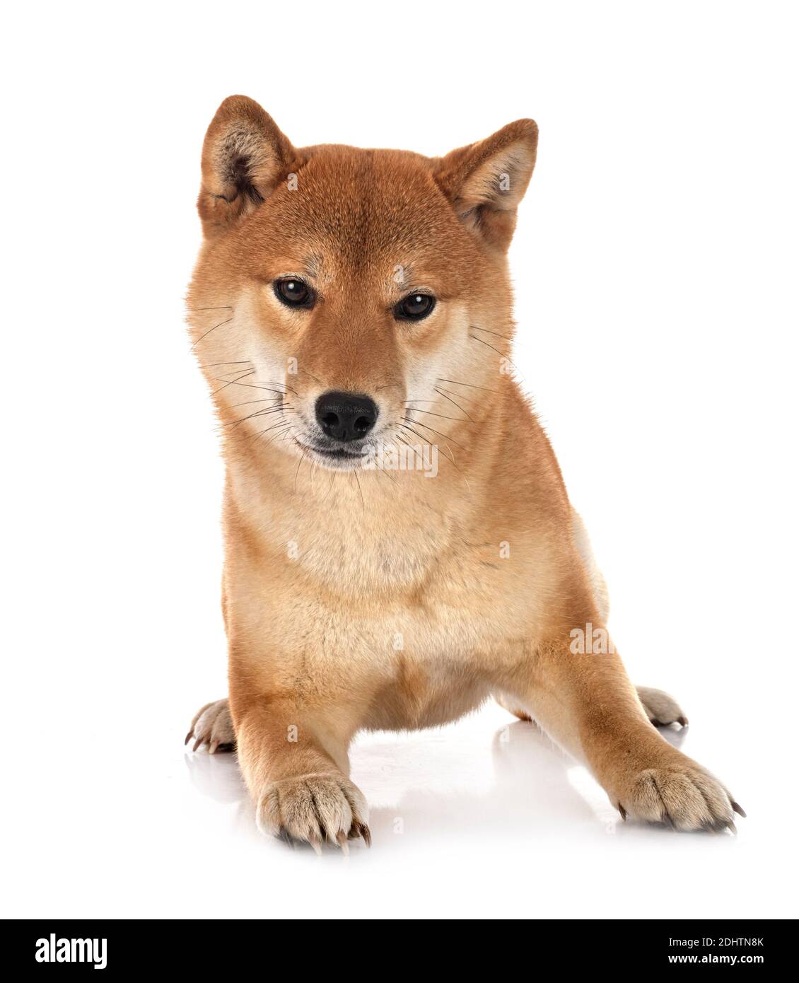 shiba inu in front of white background Stock Photo - Alamy