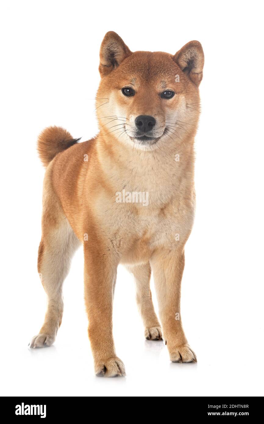 shiba inu in front of white background Stock Photo - Alamy