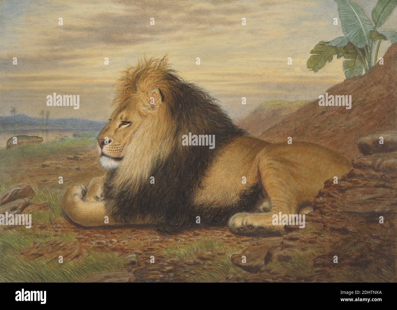 A Lion, Thomas William Wood, 1855–1872, British, undated, Watercolor ...