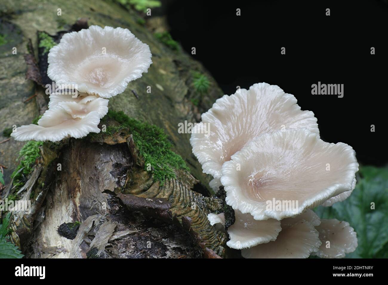Pleurotus pulmonarius, commonly known as the Indian Oyster, Italian Oyster, Phoenix Mushroom, or ...