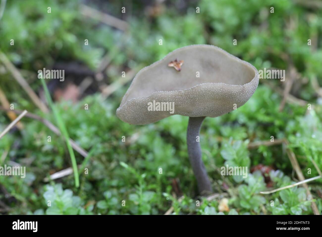 Helvella macropus, also called Helvella bulbosa, commonly known as Felt ...