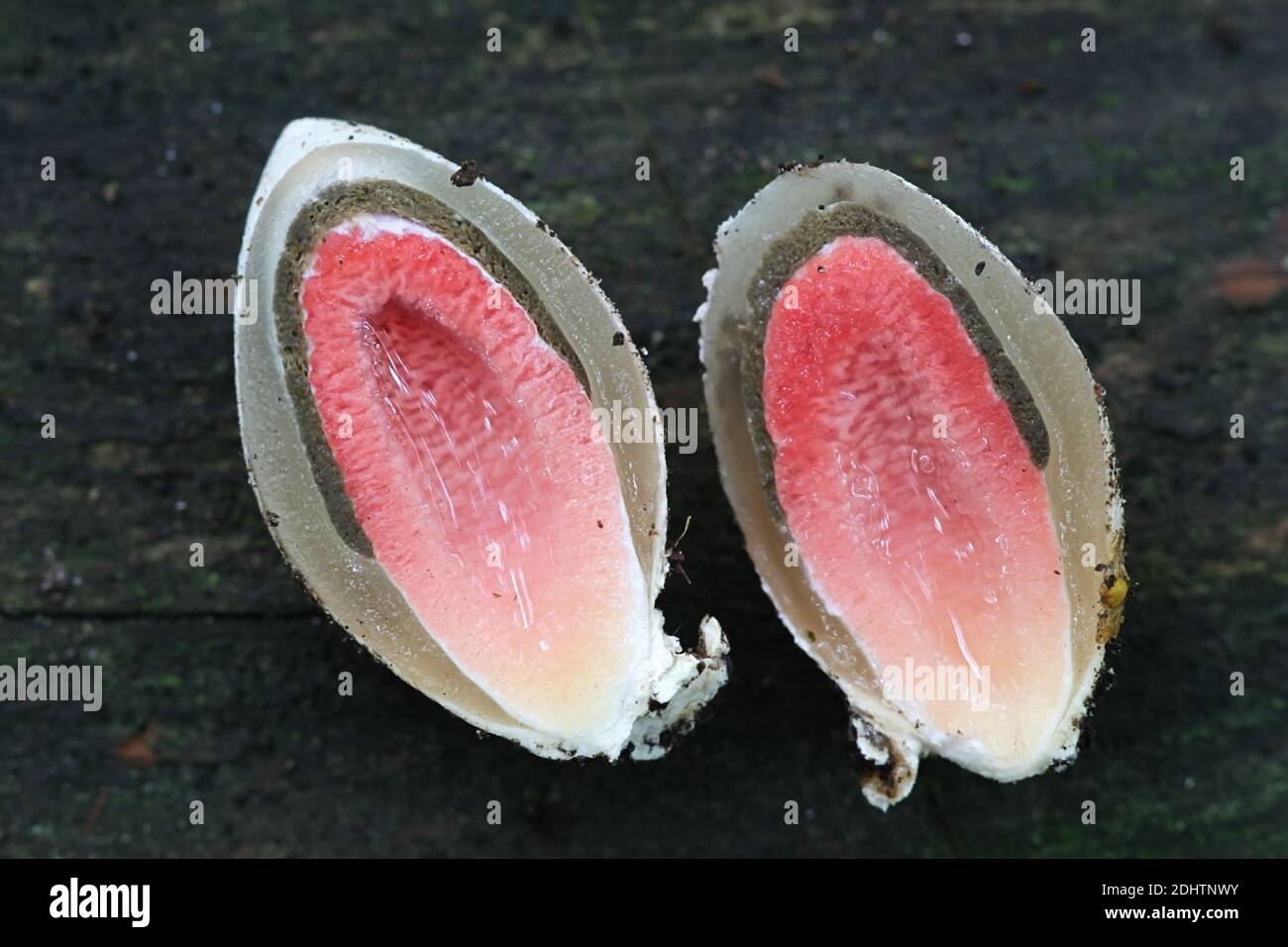 Mutinus ravenelii, known as the red stinkhorn fungus, egg of stinkhorn ...
