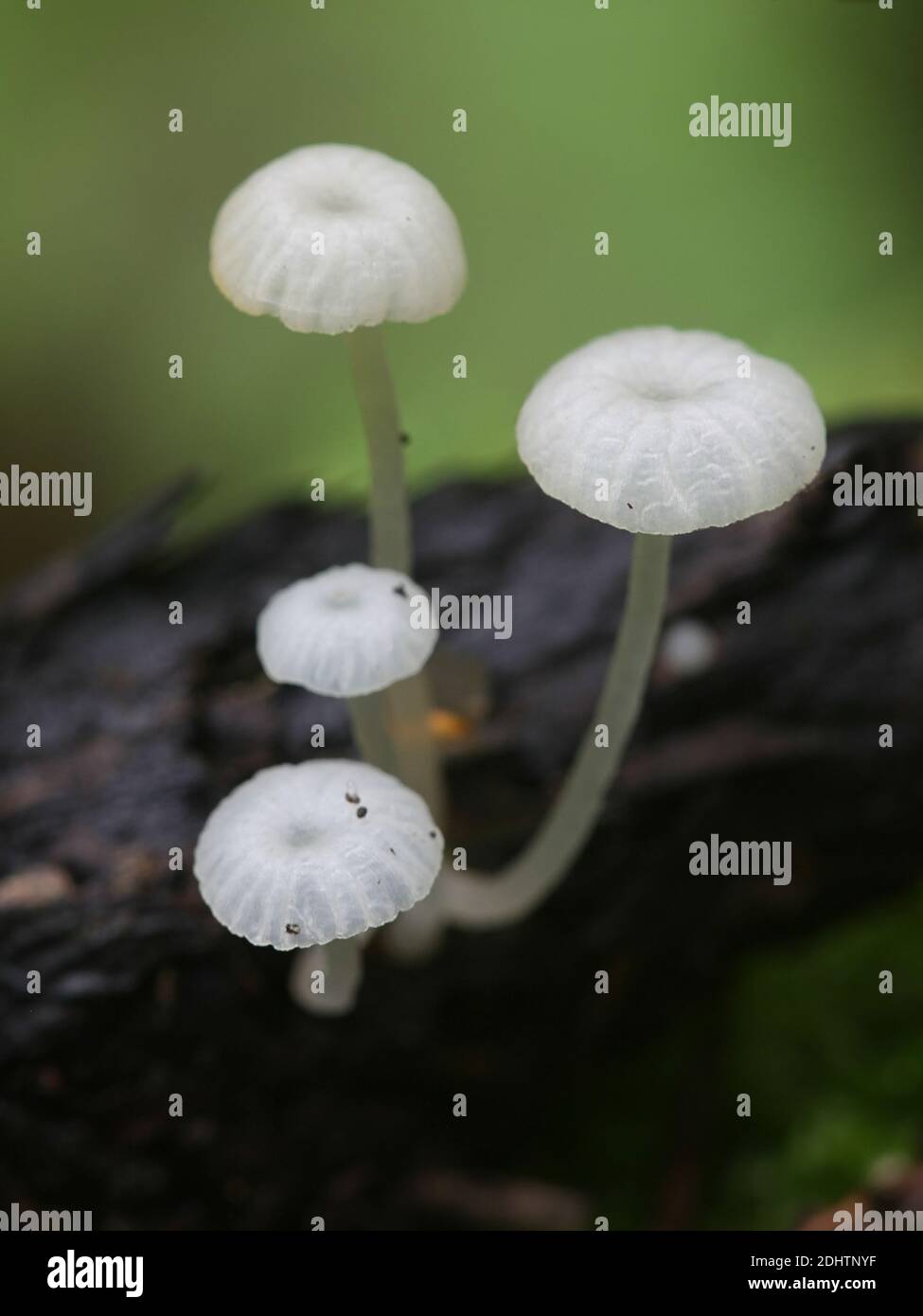 Delicatula integrella, also called Mycena integrella, tiny white ...