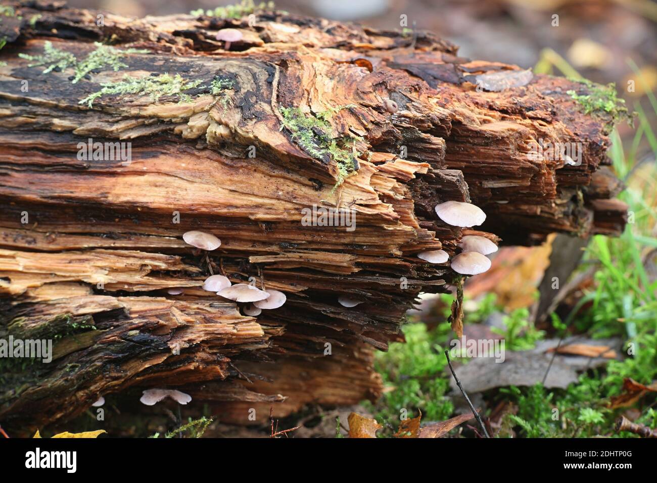 Myriadophylla hi-res stock photography and images - Alamy
