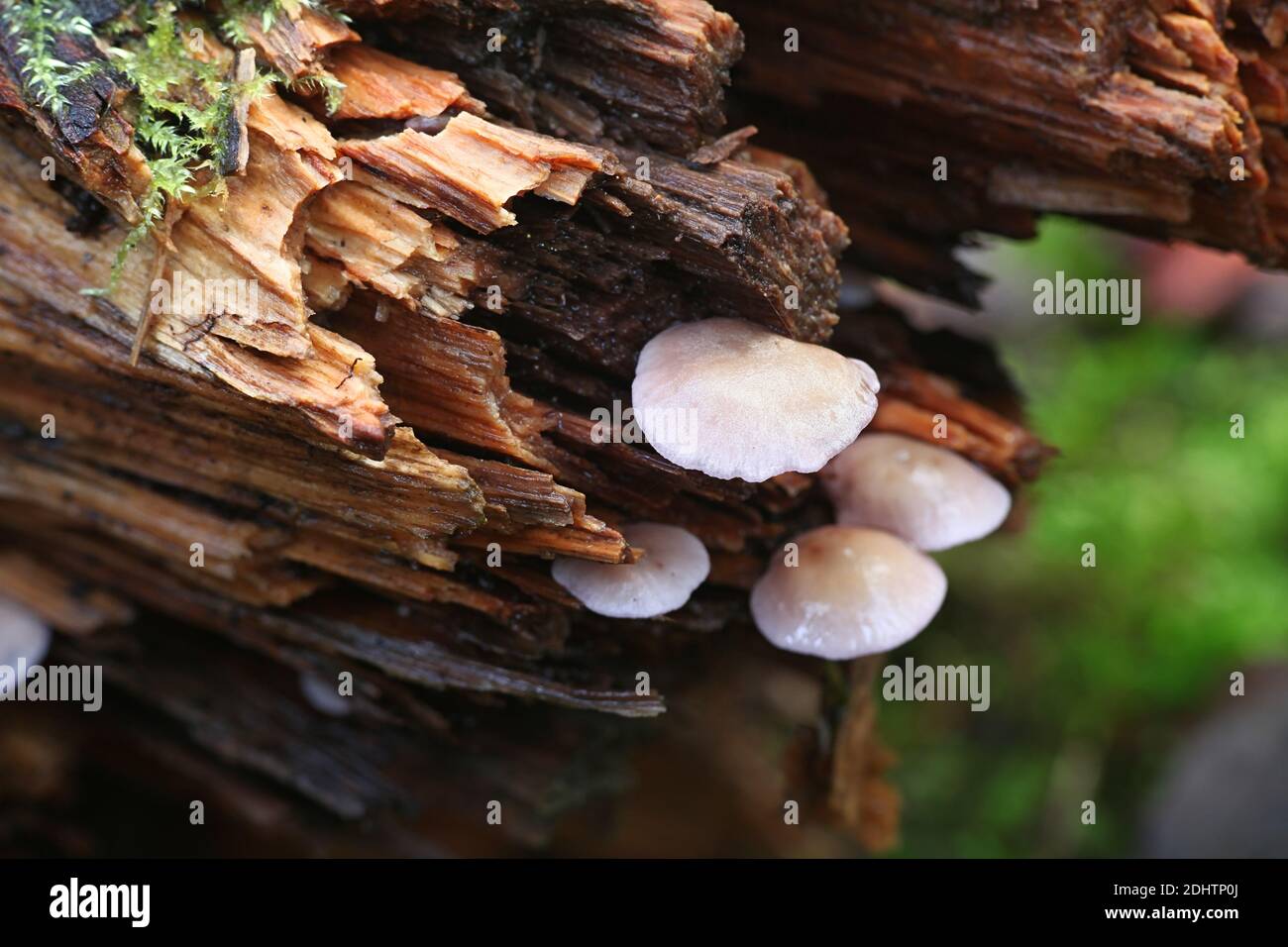 Baeospora myriadophylla, known as lavender baeospora, wild mushroom ...