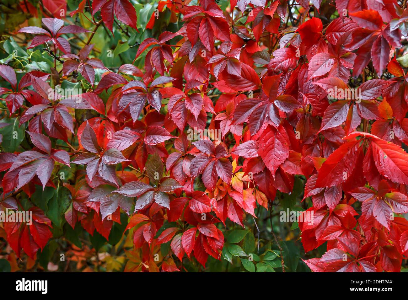 The red leaves of Hedera are a perennial vine in the fall. Red ...