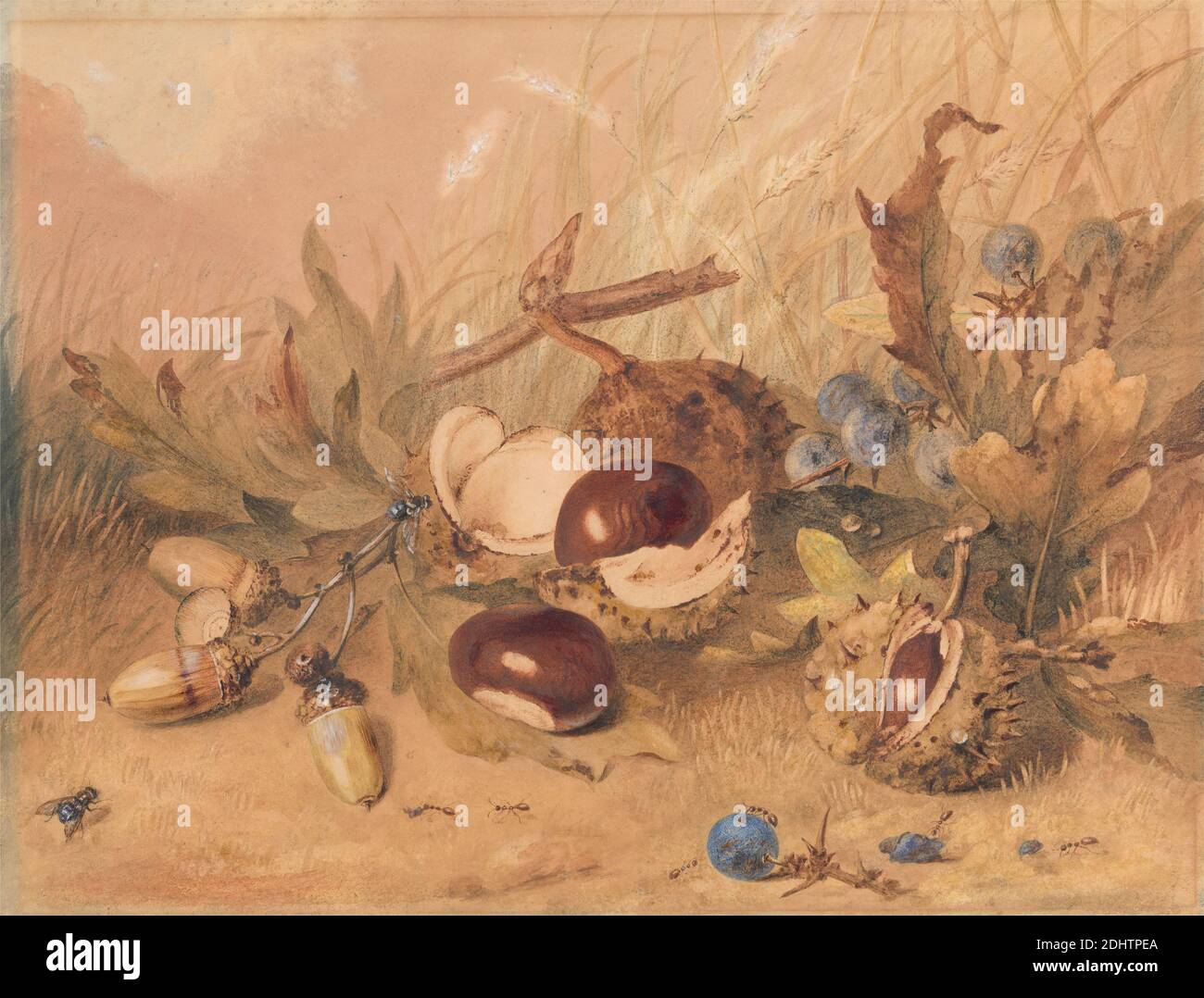 Still life with acorns hi-res stock photography and images - Alamy