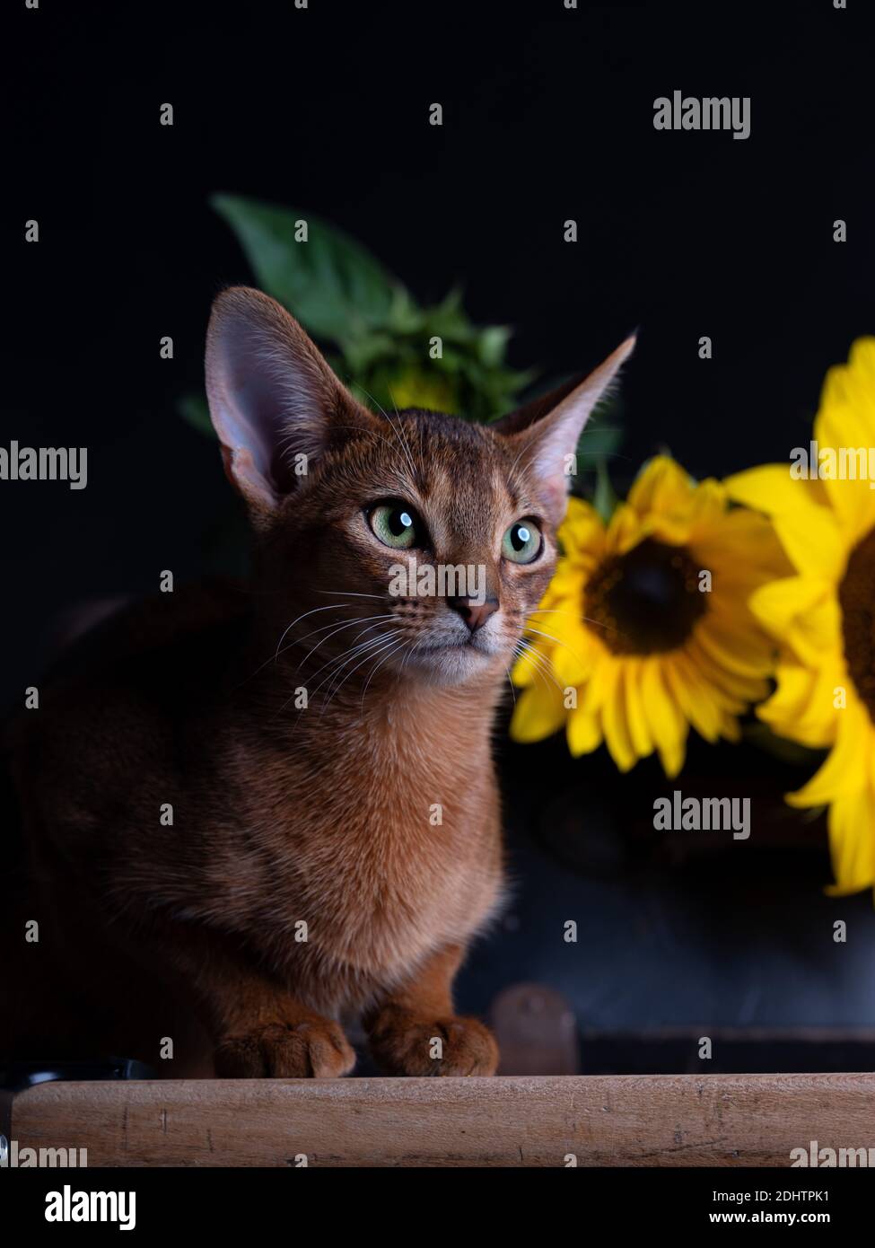 Studio Portrait of young Abyssinian Cat Kitten and sunflowers Stock ...