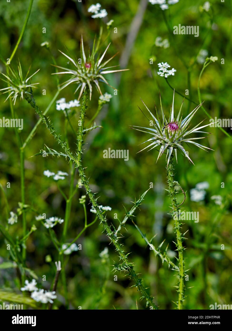 Onopodordum cyprium growing wild in the Cyprus countryside Stock Photo ...