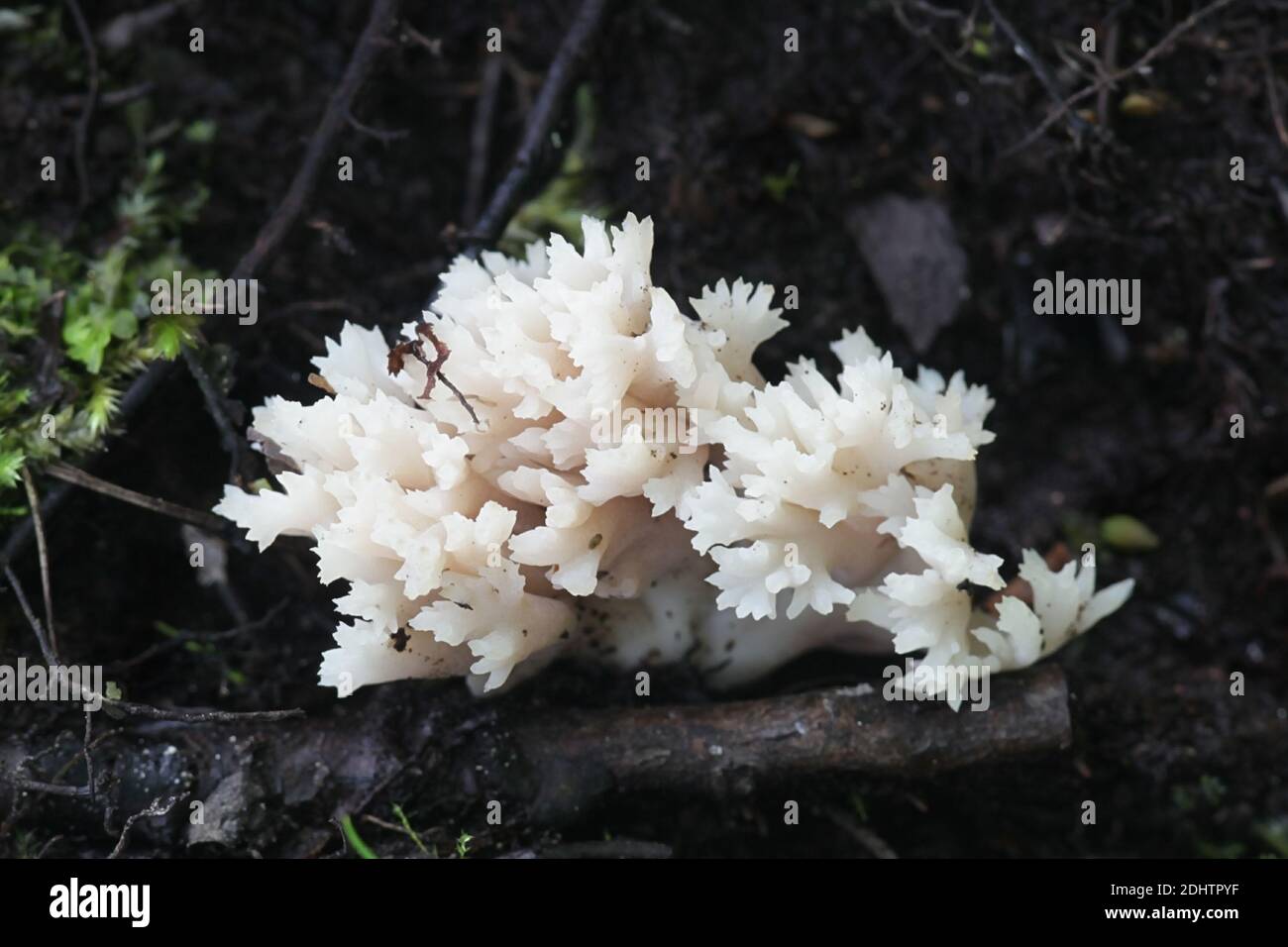 Clavulina cristata, known also as Clavulina coralloides, the white ...