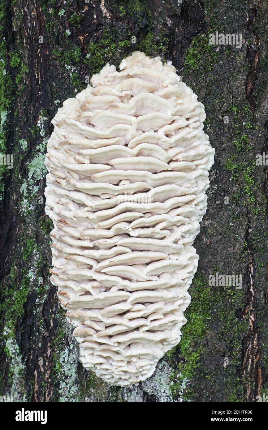Northern Tooth fungus, Climacodon septentrionalis, a massive mushroom ...