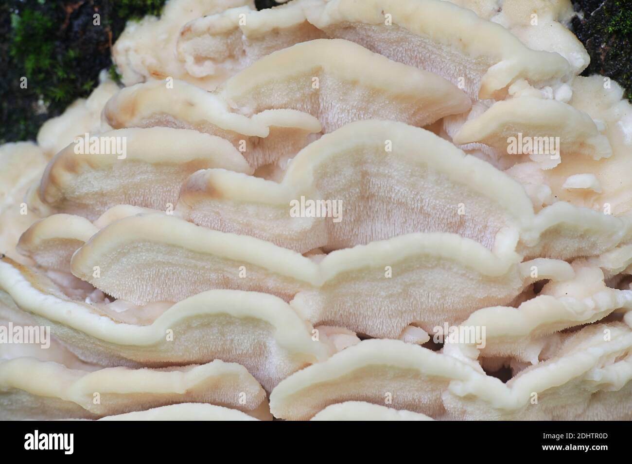 Northern Tooth fungus, Climacodon septentrionalis, a massive mushroom ...