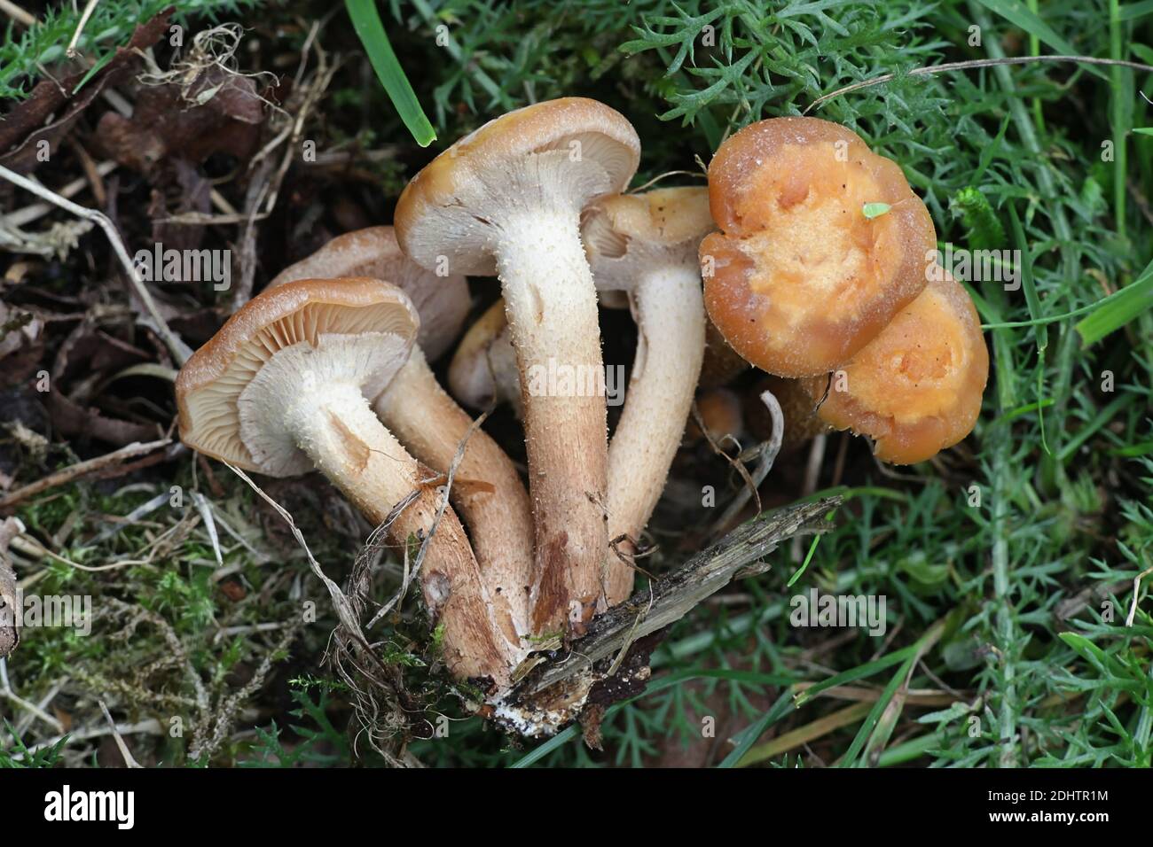 Kuehneromyces mutabilis, also known as Pholiota mutabilis), sheathed ...