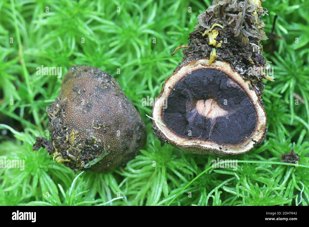 Lycoperdon cervinum hi-res stock photography and images - Alamy