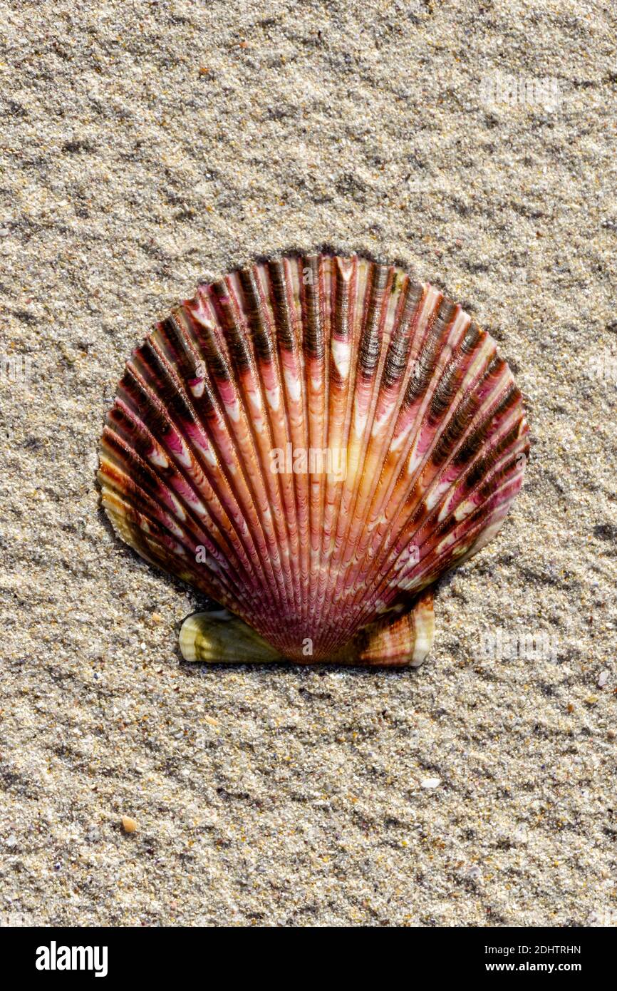 A vertical close up view of a pilgrim scallop shell on a golden bright ...