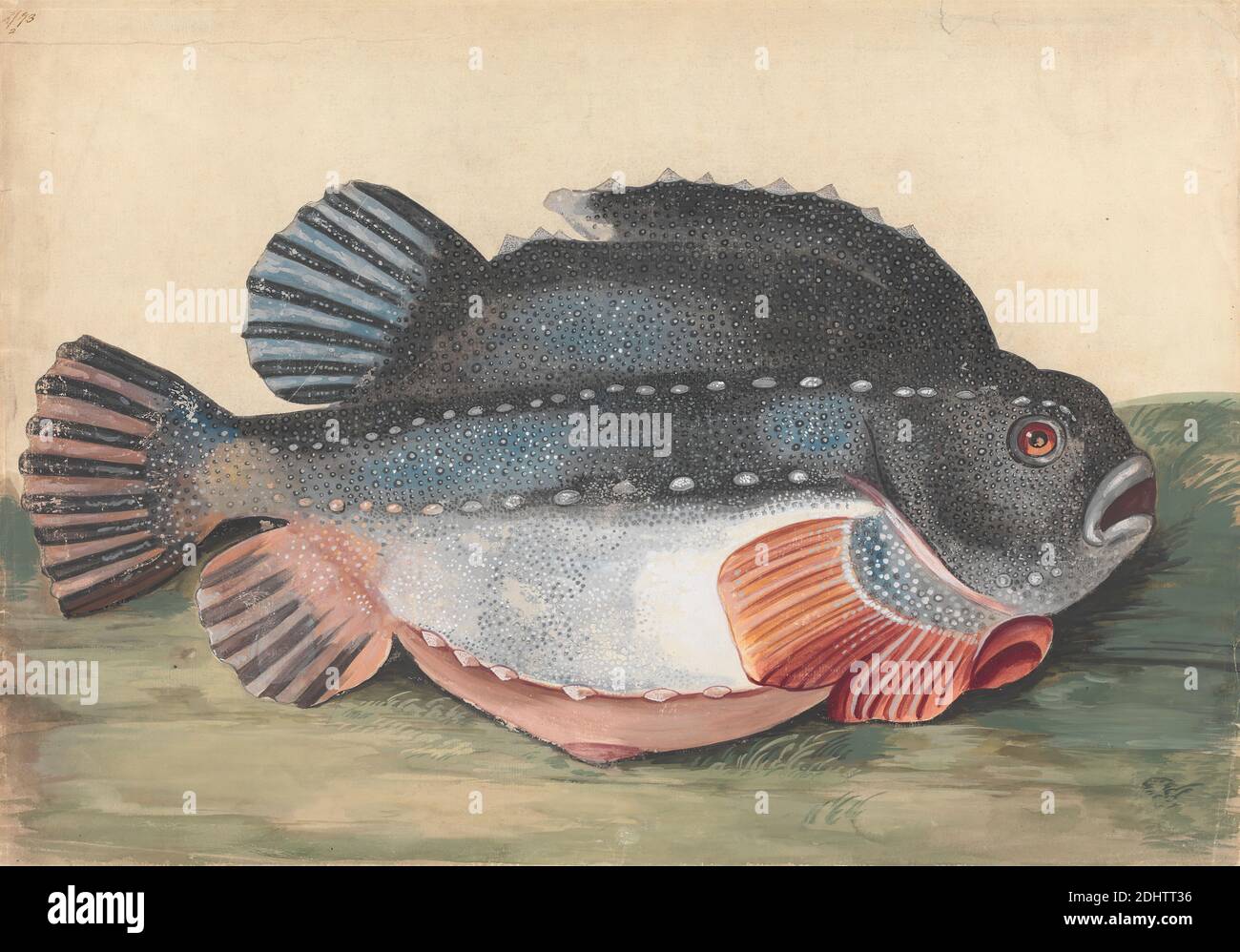 Lumpsucker fish hi-res stock photography and images - Alamy