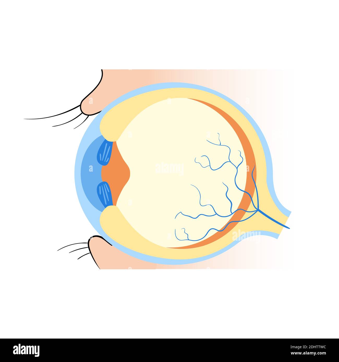 Eye scheme vector illustration on white background. Ophthalmologist ...
