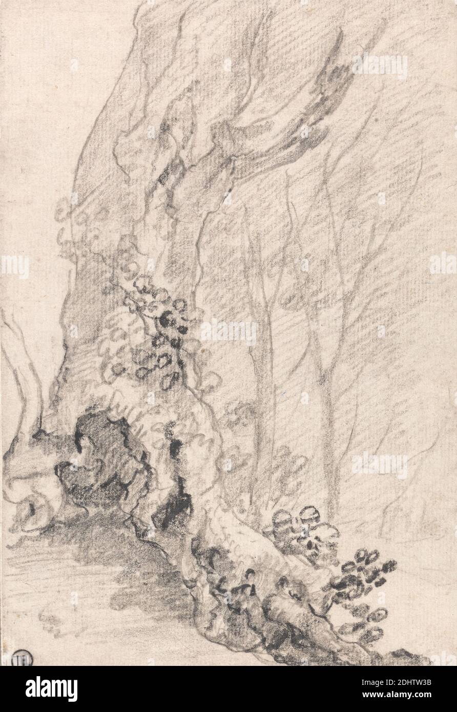 Creeper covered roots hi-res stock photography and images - Alamy