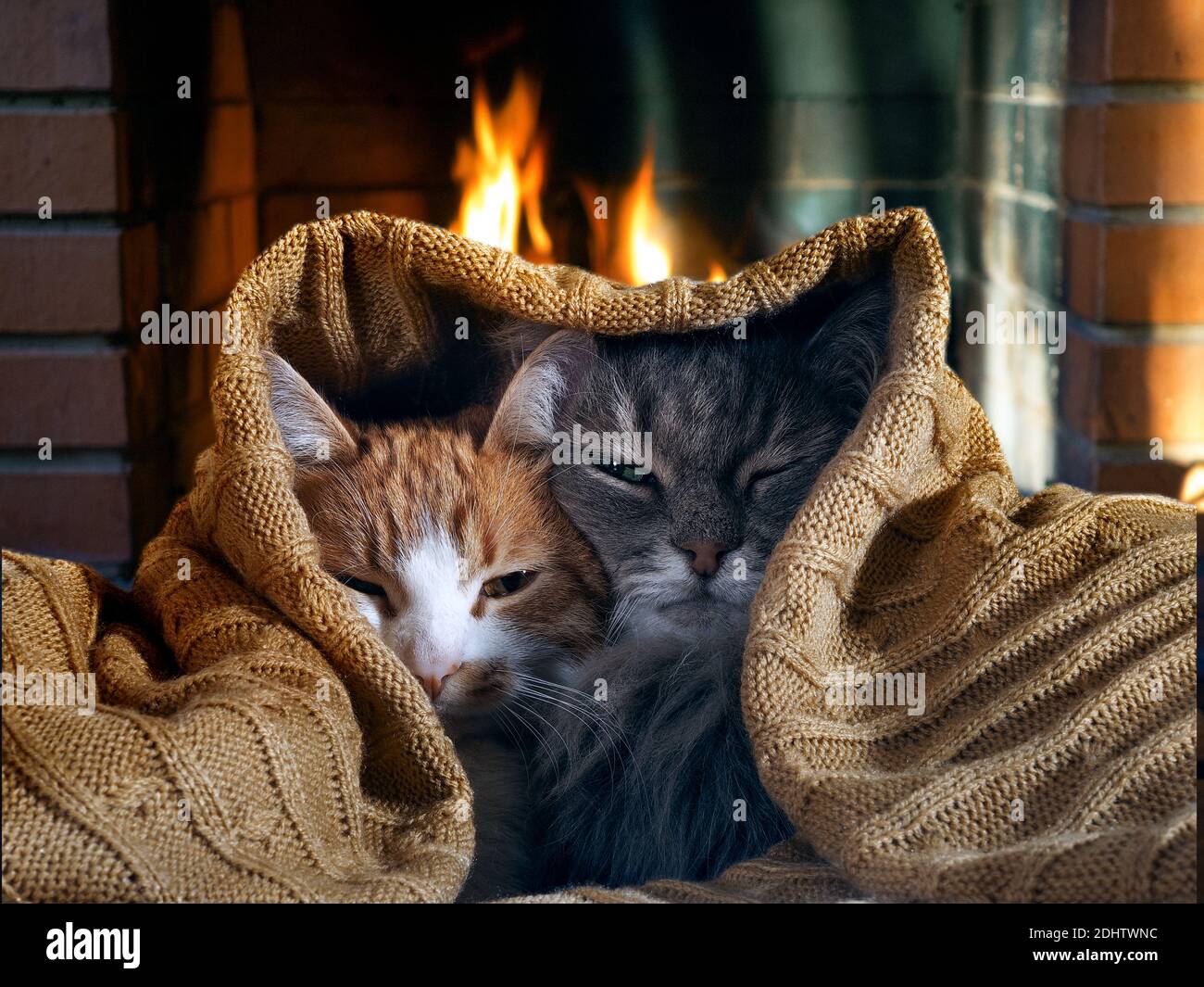 Photoshopped Cats Fire