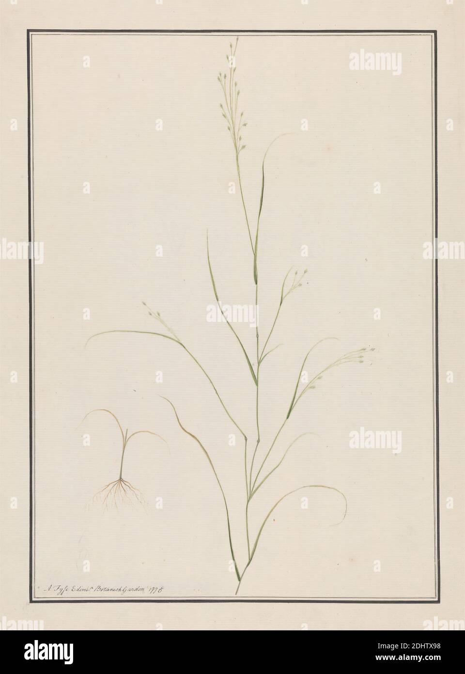 Cyperus papyrus L. (Papyrus Sedge): finished drawing of steam and ...