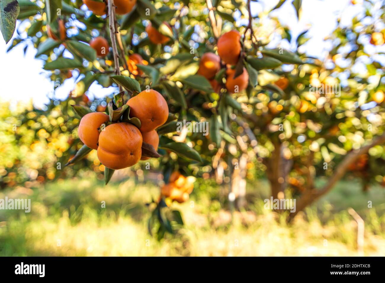 Ripe fruits of the persimmon tree hanging on the branches among the ...