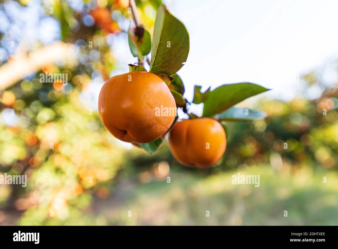 Ripe fruits of the persimmon tree hanging on the branches among the ...