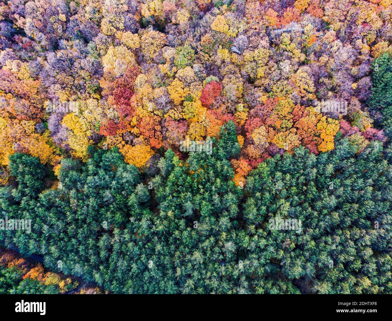 Bulgaria forest border hi-res stock photography and images - Alamy