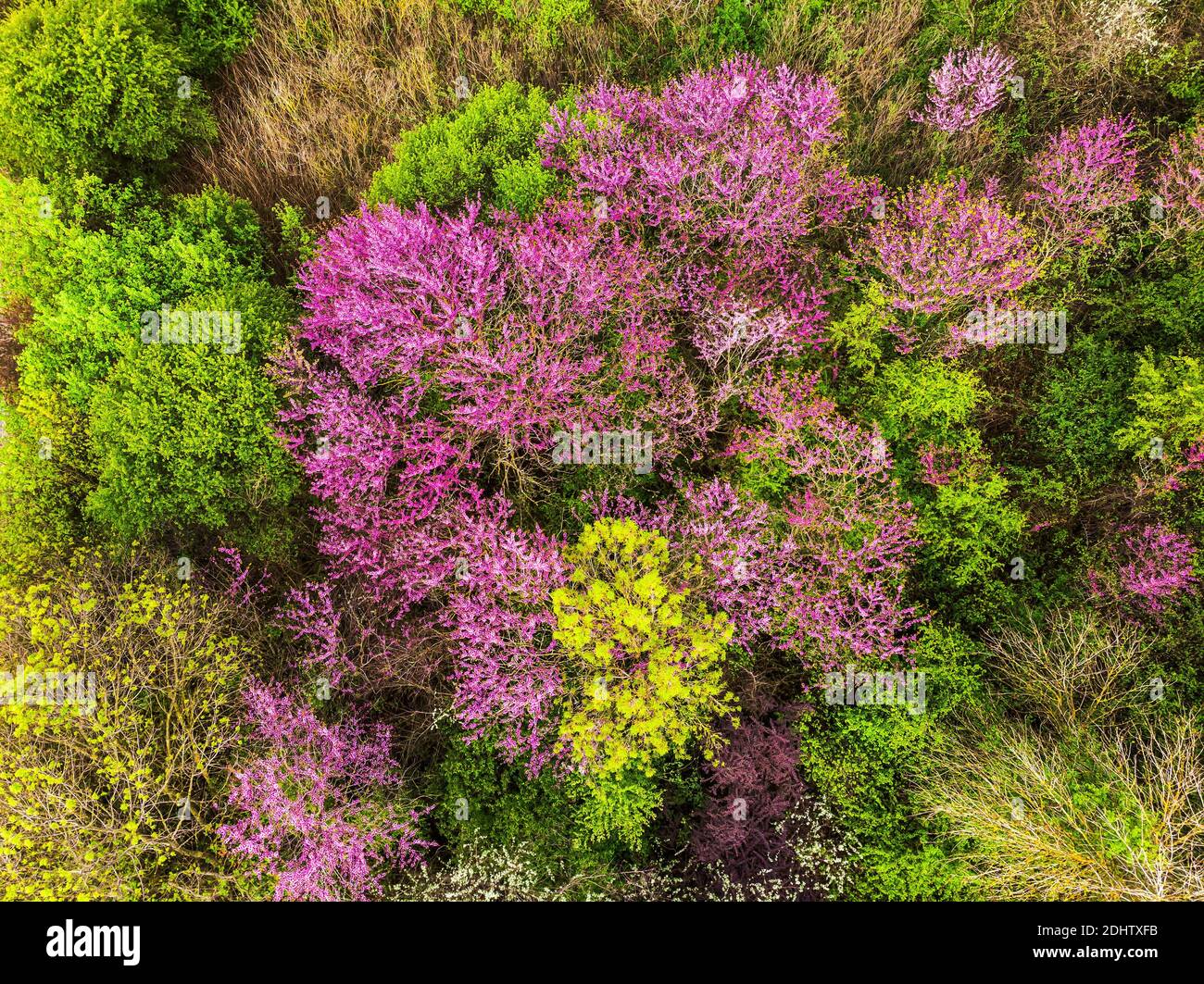 Aerial view of flower garden hi-res stock photography and images - Alamy
