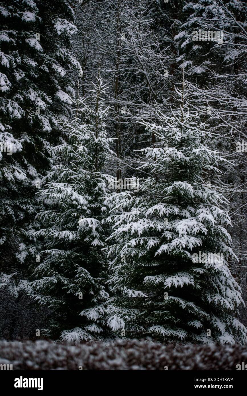 Snow covered spruce trees hi-res stock photography and images - Alamy