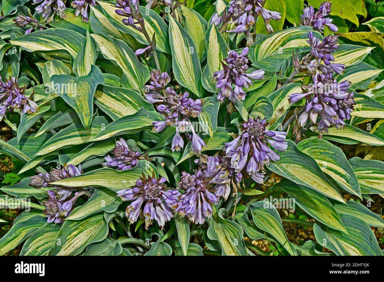 Close up of a flower border with Hosta 'June' flowering Stock Photo - Alamy