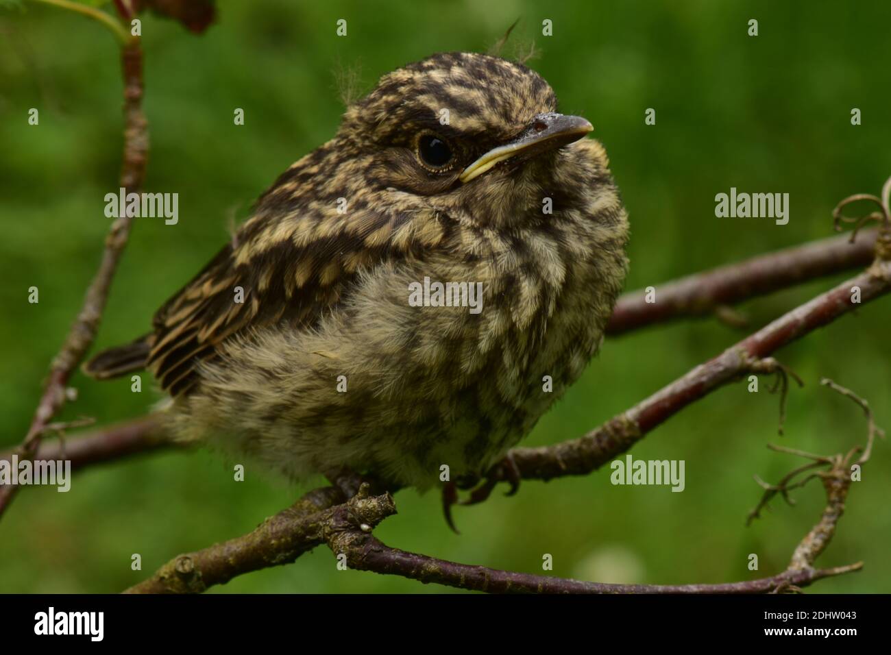 Disheveled young thrush bird sits calmly on a tree branch Stock Photo ...