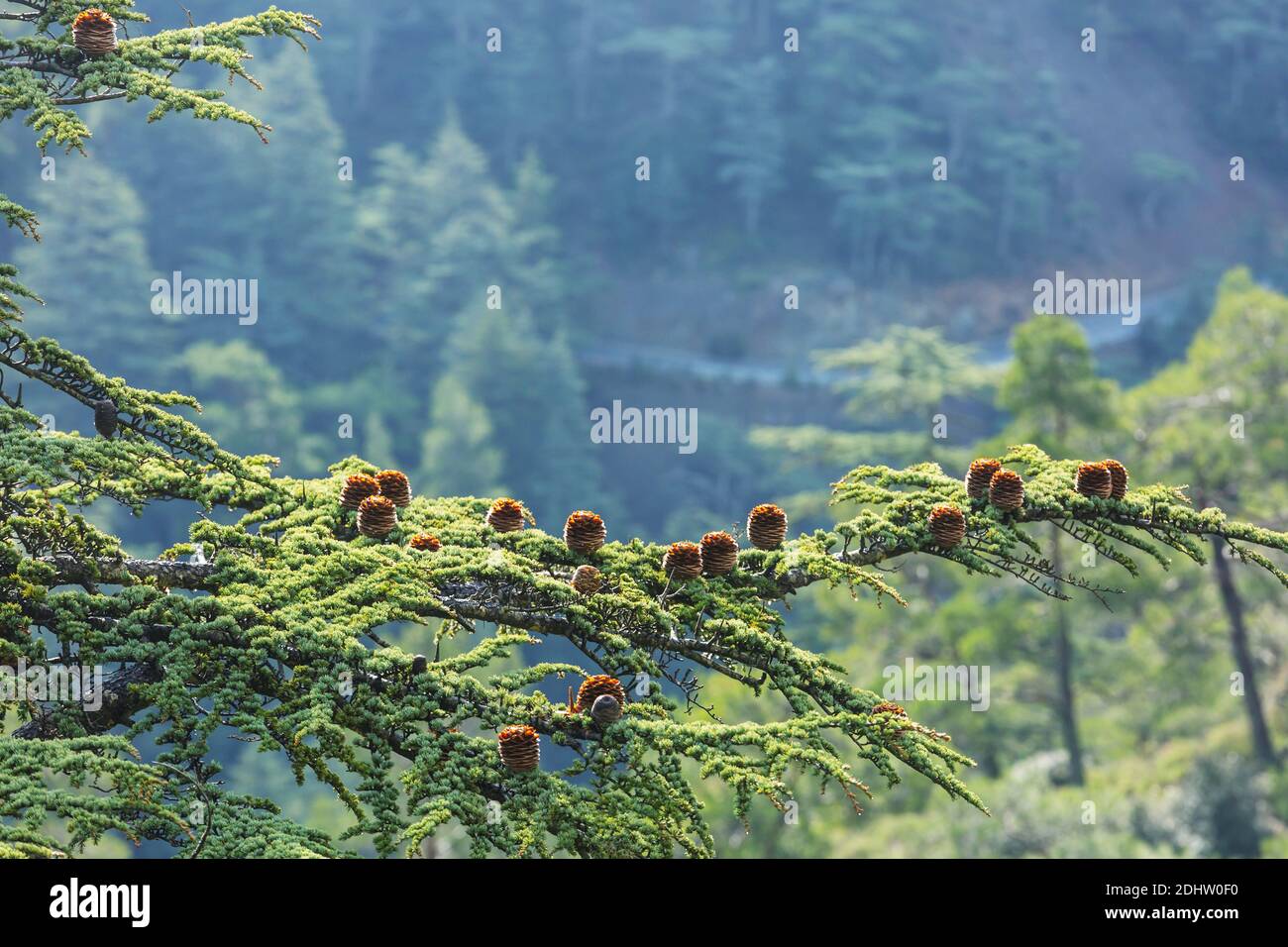 Cedar trees in mountains, Turkey Stock Photo - Alamy