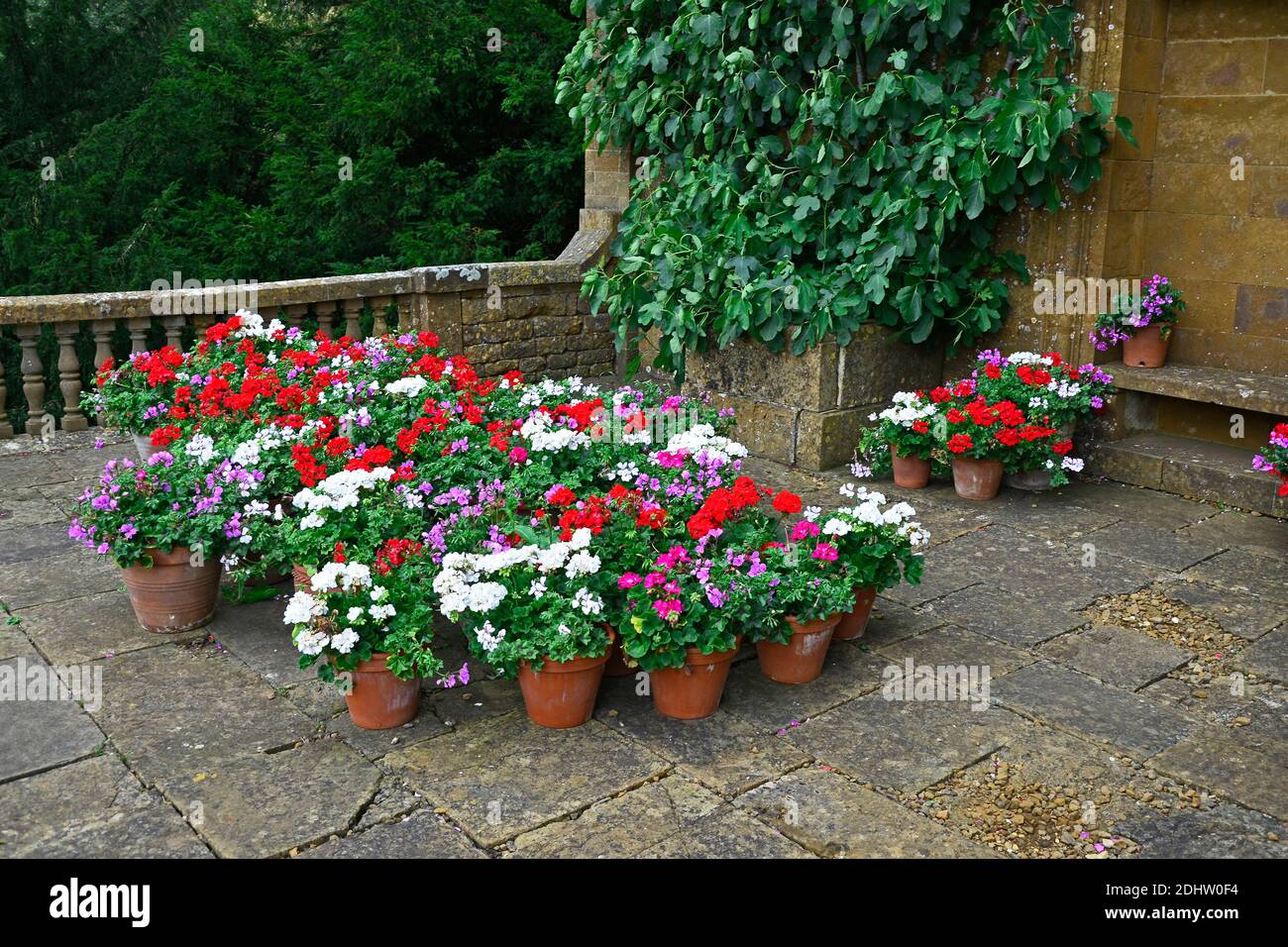 Colourful display of Geraniums Pelargoniums in containers Stock Photo ...