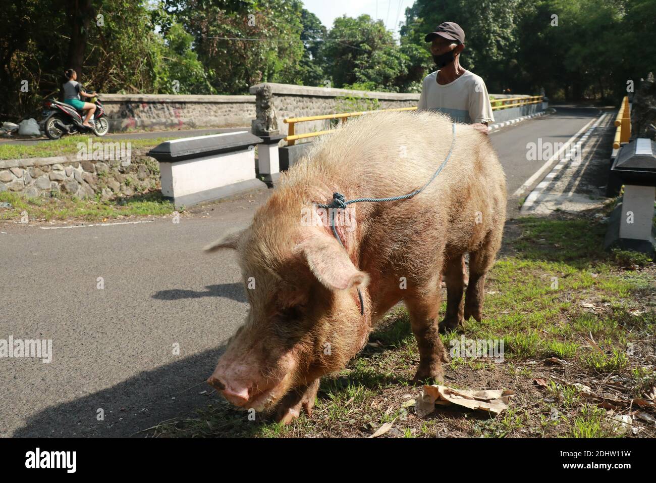 Vendor leads a pig on the road to a traditional market. big pig walking ...