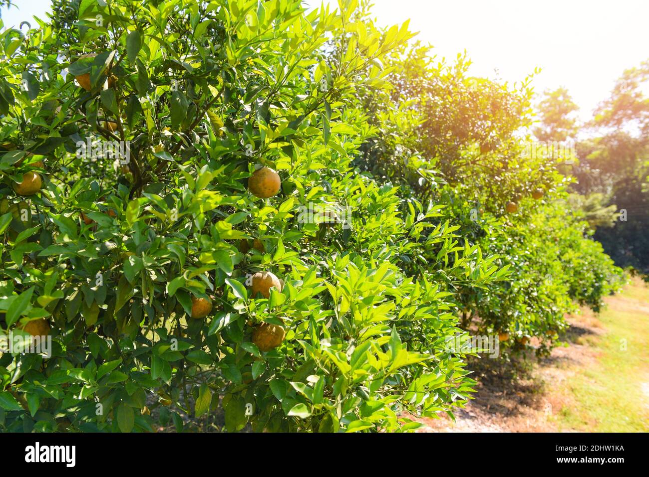 Orange fruit on the orange tree in the summer garden Stock Photo - Alamy