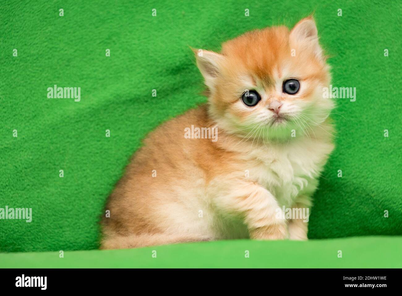 Cute British cat one month old, Golden kitten sitting on a green ...