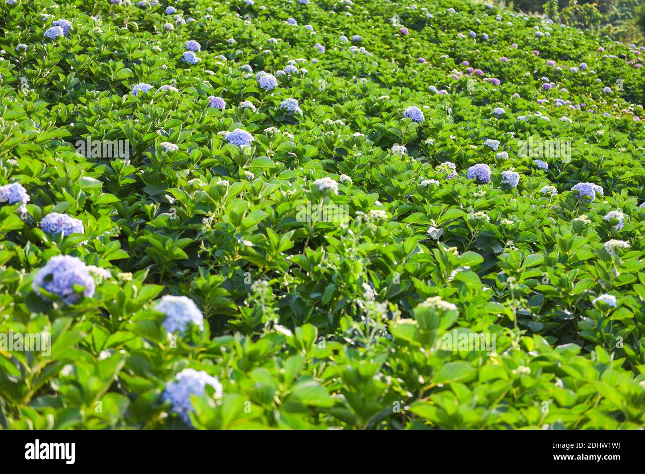 Hydrangea flowers field in the hydrangea garden beautiful flower bloom ...
