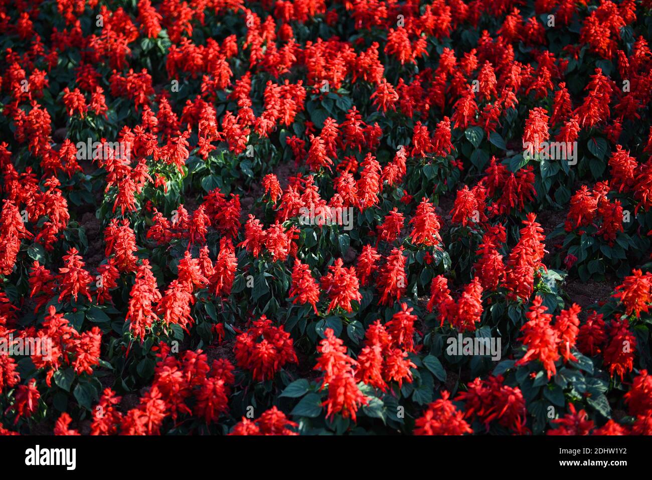 Salvia flowers in the garden, Beautiful blooming flowers Red Salvia ...