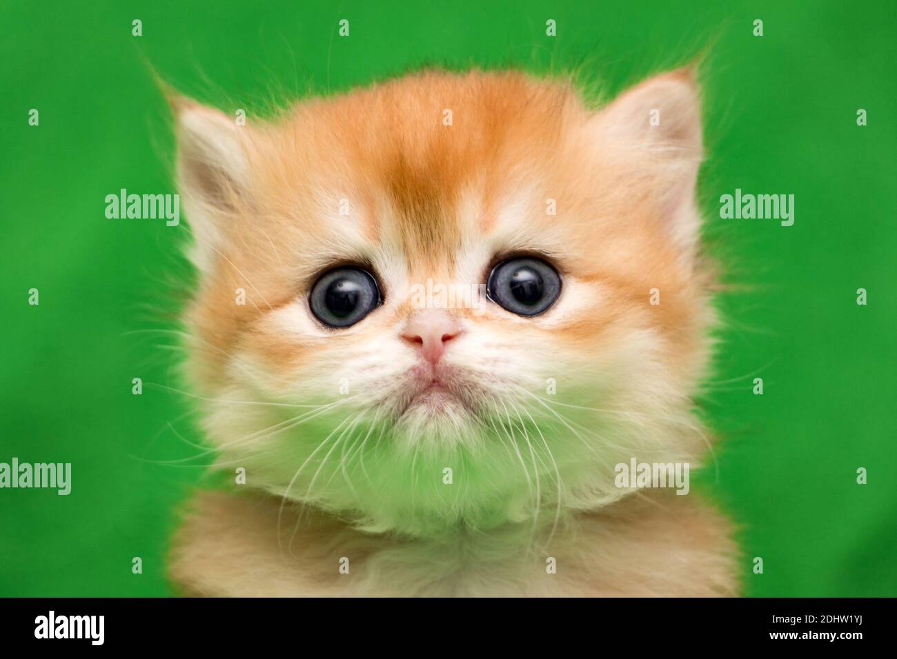 Newborn cute kitten front face hi-res stock photography and images - Alamy