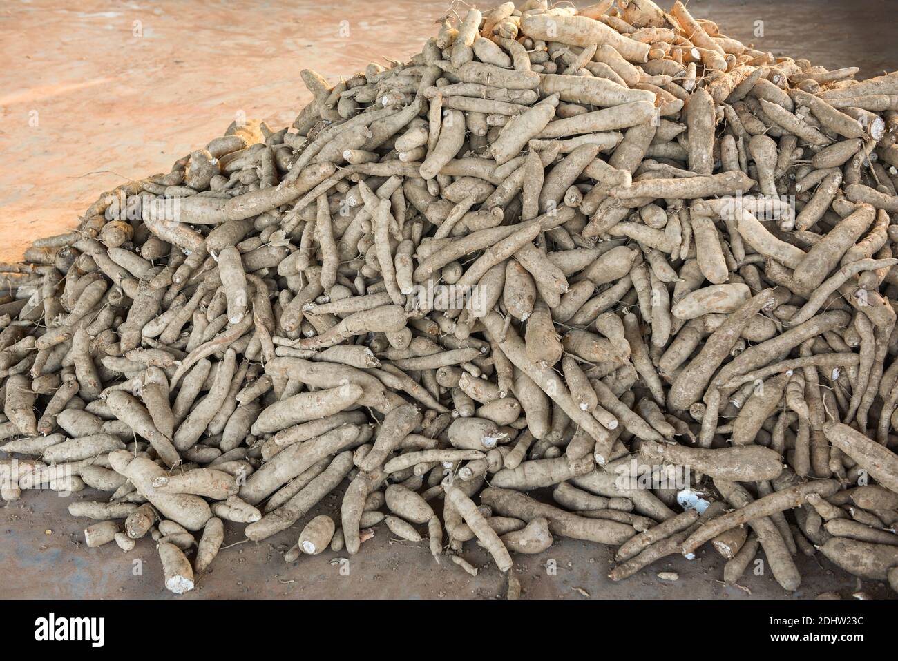 Pile of cassava root agriculture is harvesting tapioca in market from ...