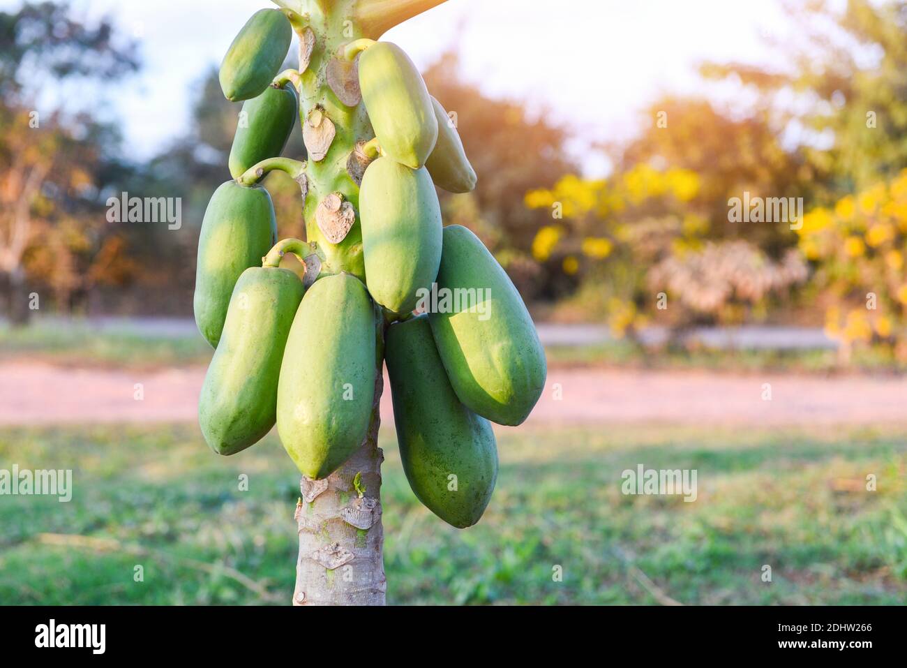 Ripe papaya hanging on tree hi-res stock photography and images - Alamy