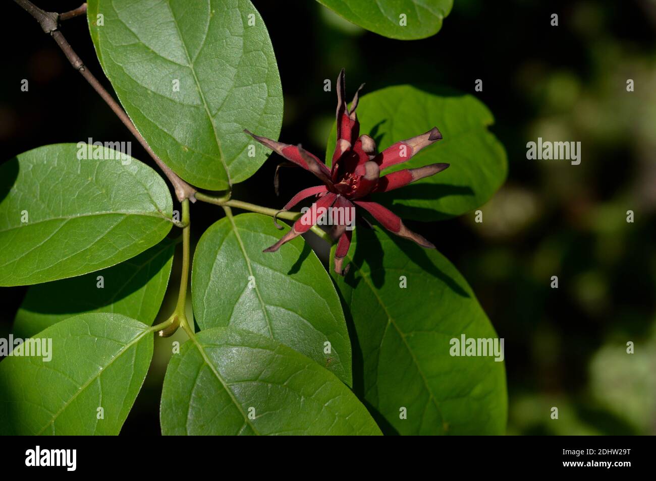 Sweet shrub hi-res stock photography and images - Alamy