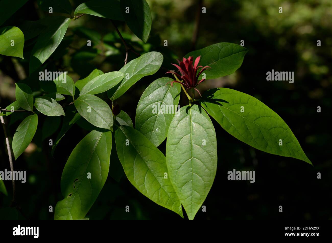 Sweet shrub hi-res stock photography and images - Alamy
