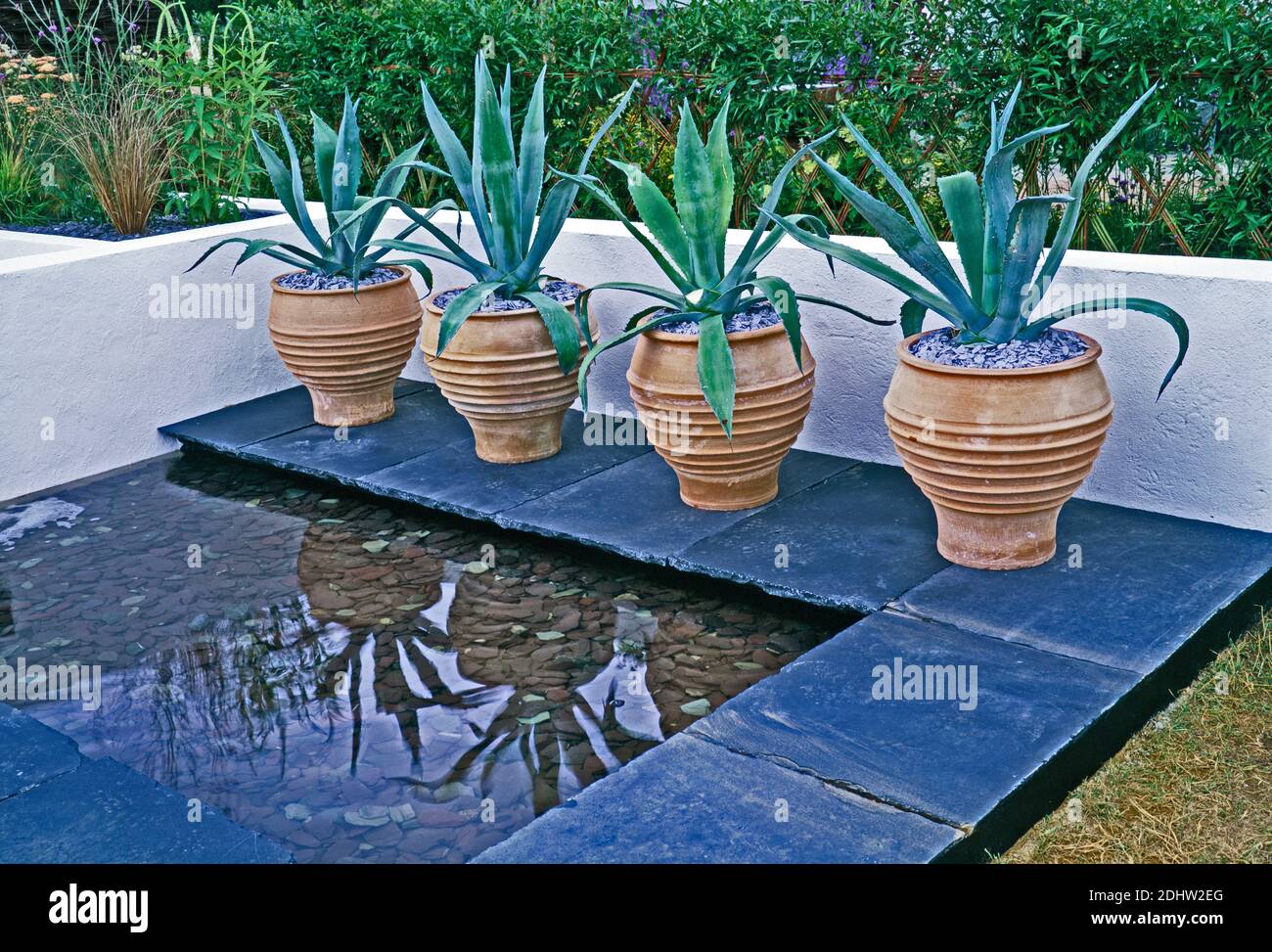 Agave americana planted in containers by a garden water feature Stock ...