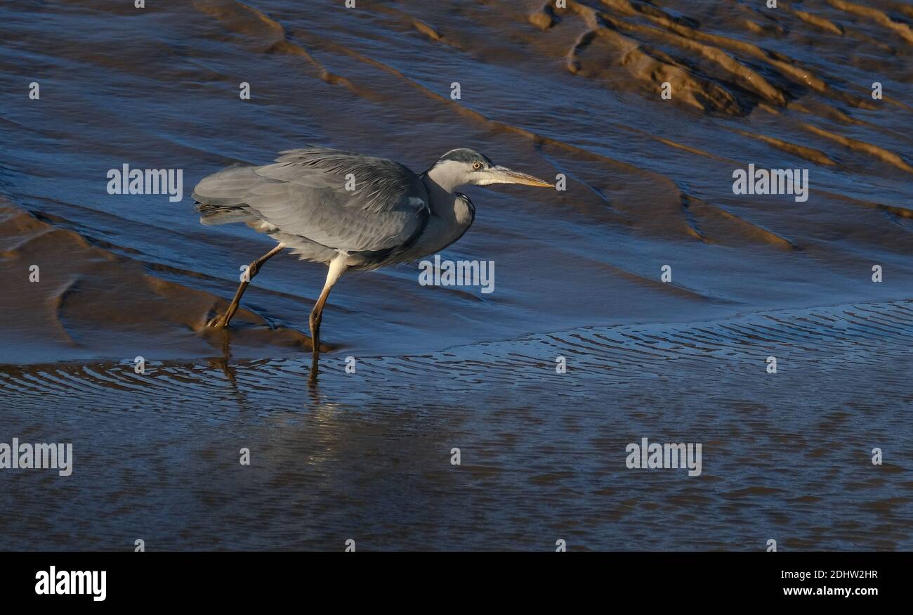 Heron on mud flats in river estuary seaching for prey Stock Photo - Alamy
